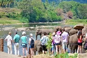 6 Places you should visit in Kerala to see Elephants - Kerala Taxis